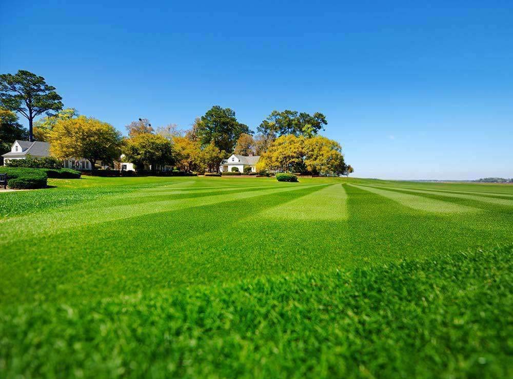 Hancock's Common Bermuda Grass Seed - Raw & Hulled - 10 lbs.