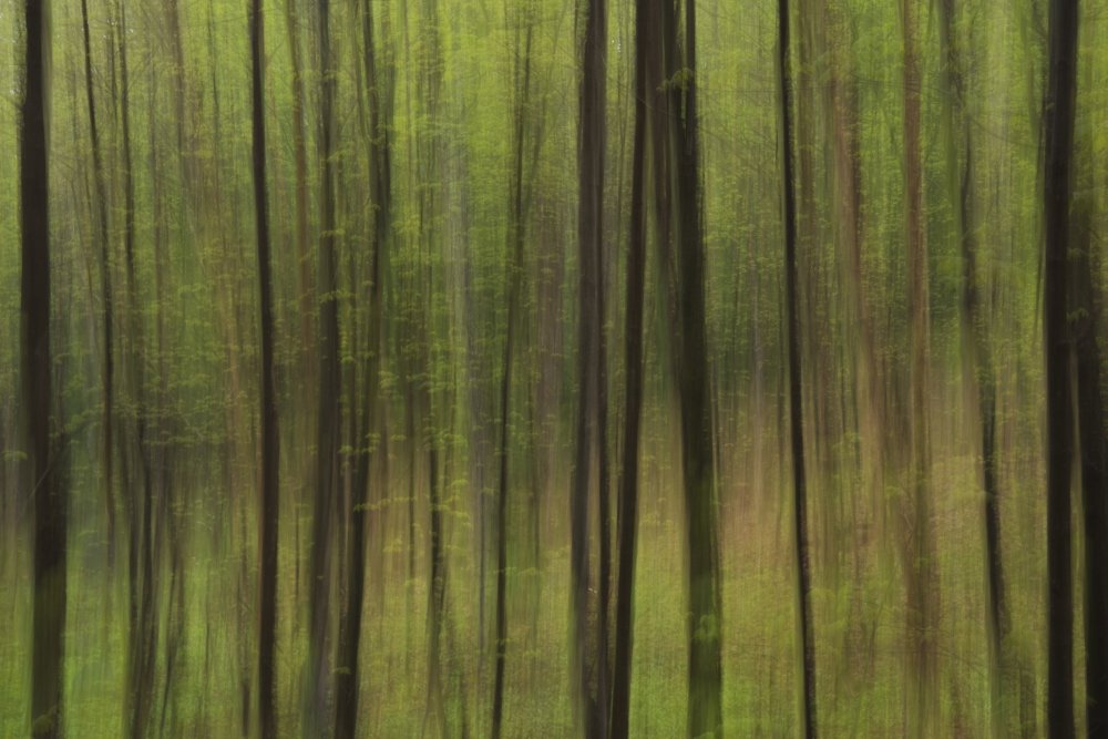 Abstract of a forest with green tree trunks Ontario Canada Poster Print (20 x 13)