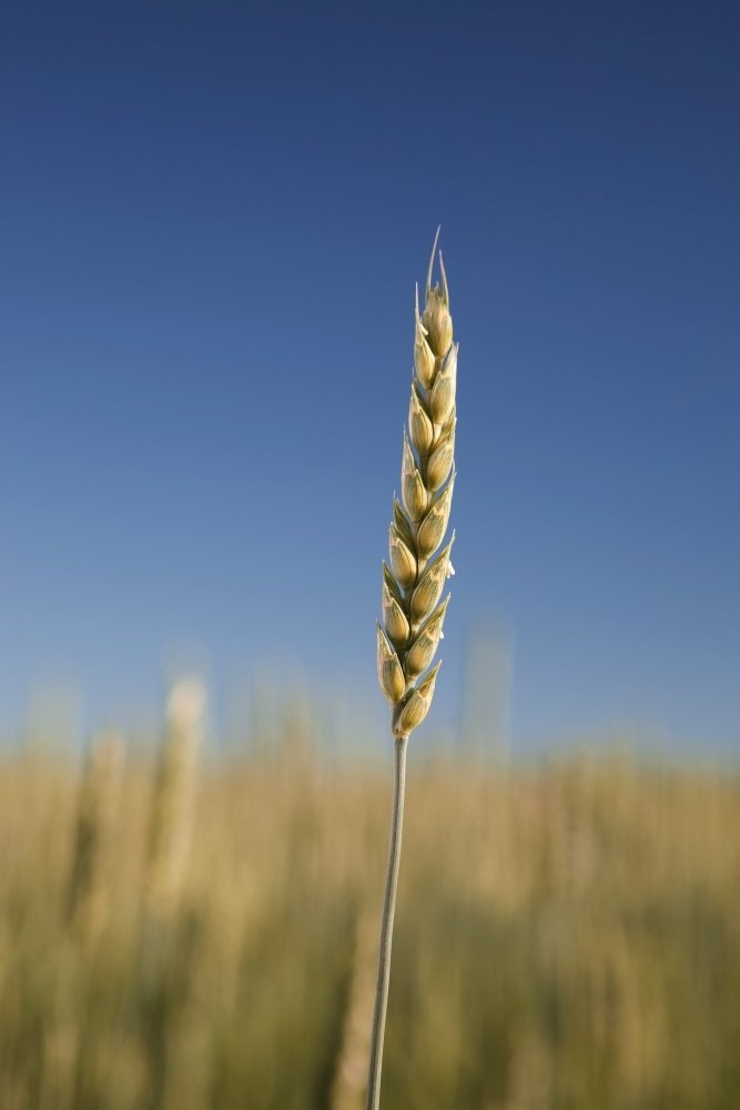 Posterazzi Close-Up Of Green Wheat Stalk Alberta Canada Poster Print, (24 x 36)