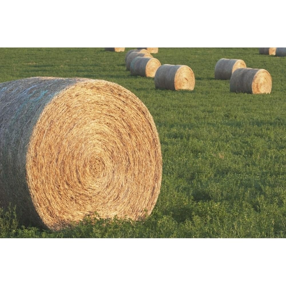Posterazzi Hay Bales In Green Alfalfa Field Alberta Canada Poster Print, (19 x 12)