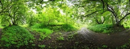 Posterazzi Green forest Saint-Blaise-sur-Richelieu Quebec Canada Poster Print, (30 x 12)