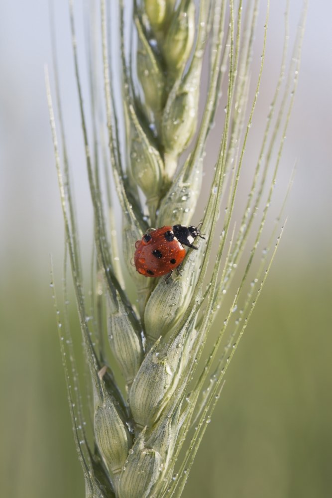 Posterazzi Close up of a ladybug (coccinellidae) on the head of green wheat with dew dropsAlberta canada Poster Print, (24 x 36)