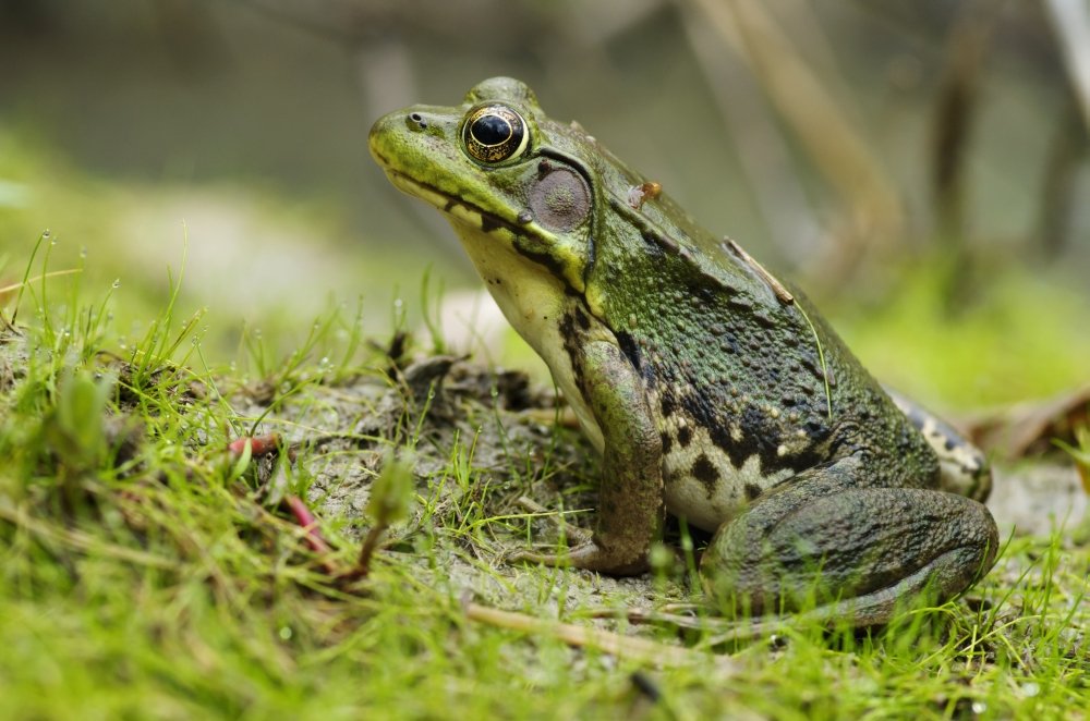 Posterazzi Side view of alert green frog Vaudreuil Quebec Canada Poster Print, (38 x 24)