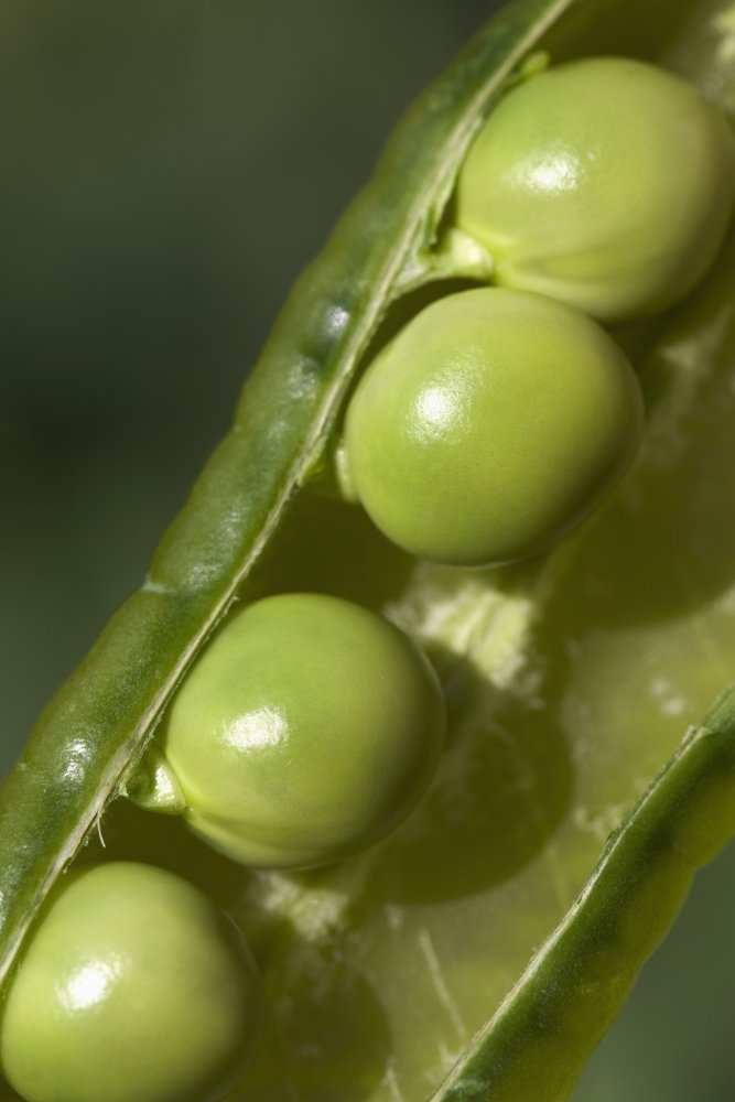 Posterazzi An Opened Green Pea Pod Alberta Canada Poster Print, (26 x 40)