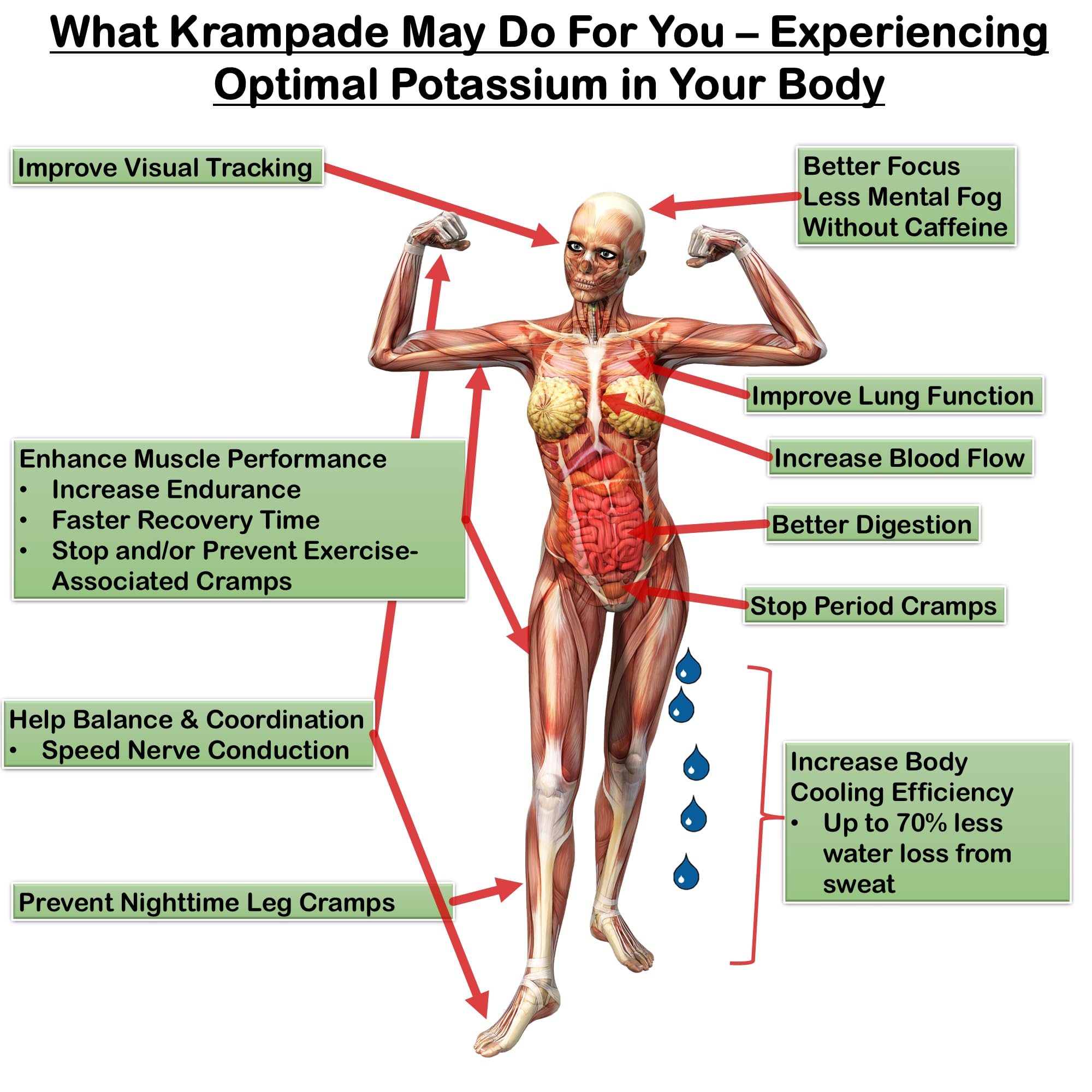 Krampade Electrolytes Powder Potassium Supplement - 2000 mg K+, >2X More Than Coconut Water | Cramp Relief and Prevention | Hydration Powder