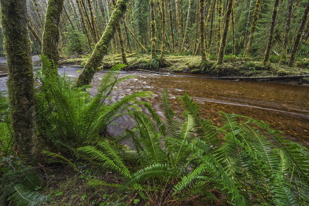 Posterazzi Haans Creek flows through the green rainforest near Sandspit Haida Gwaii British Columbia Canada Poster Print, (19 x 12)