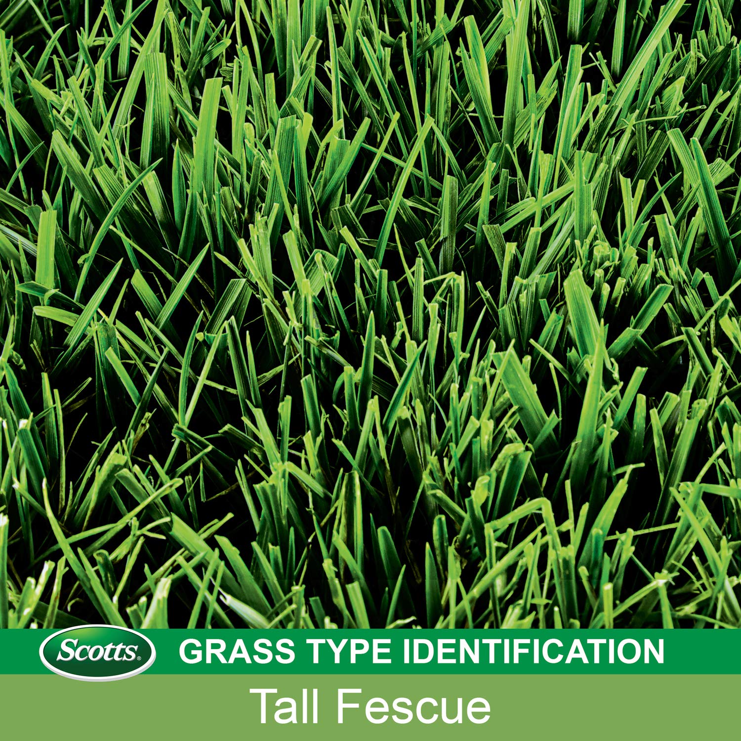 Scotts PatchMaster Lawn Repair Mix Tall Fescue Mix, Combination Grass Seed, Fertilizer, and Mulch, 4.75 lbs.