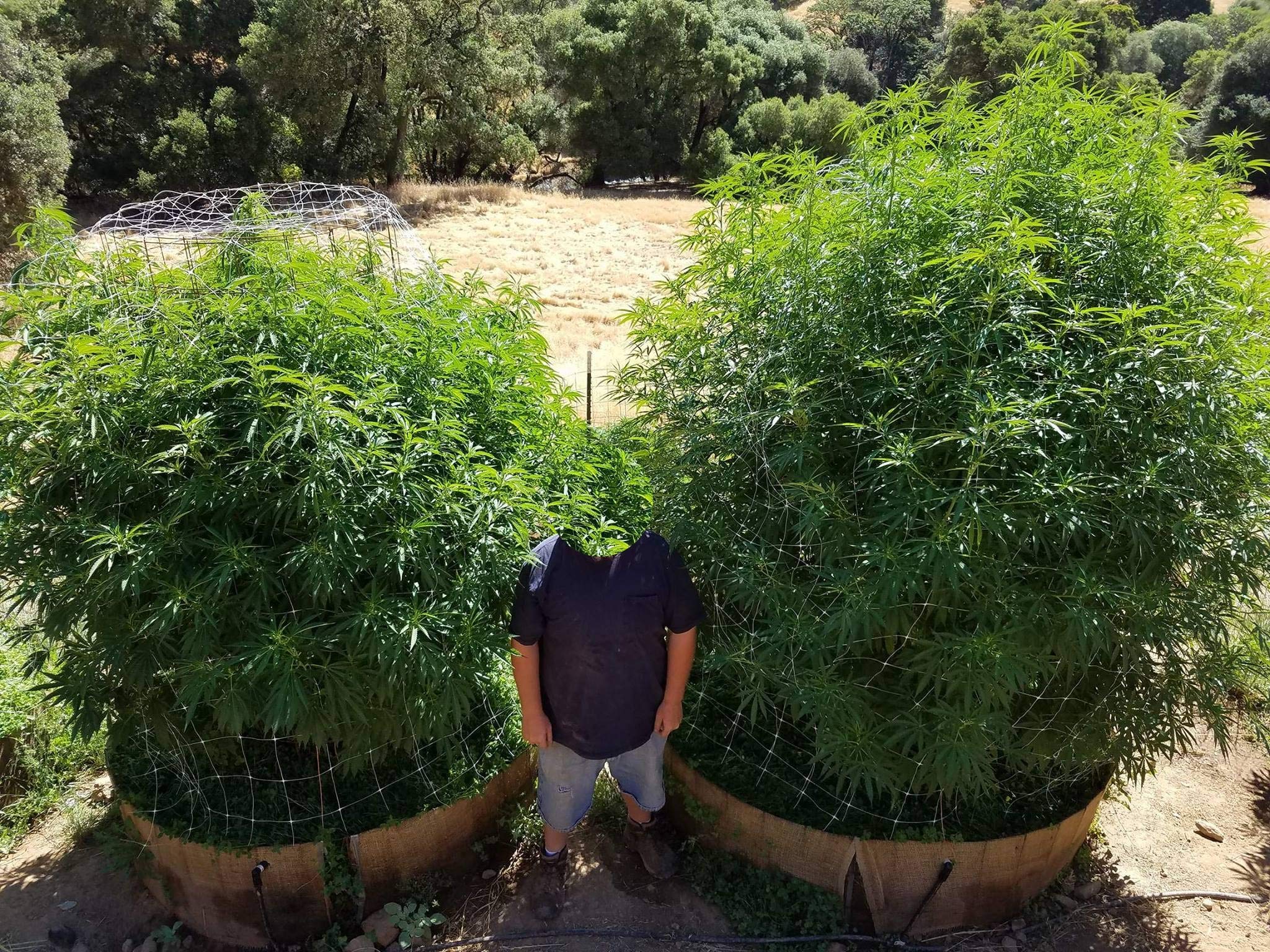 Super Cube Organic Compost Tea, Soil Fertilizer, and Plant Growth Stimulate, Natural Cow Manure and Worm Castings, Indoor or Outdoor Gardening, 10.