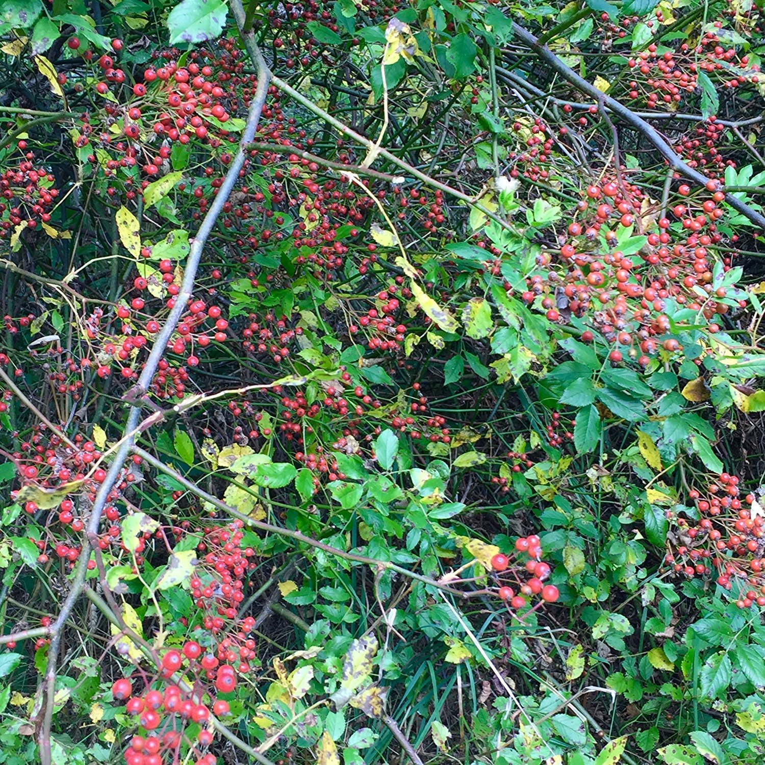 Frozen Seed Capsules - Baby Rose Hip (Rosa multiflora) - Grow Now or Store for Future Planting - Capsule of 20 Seeds