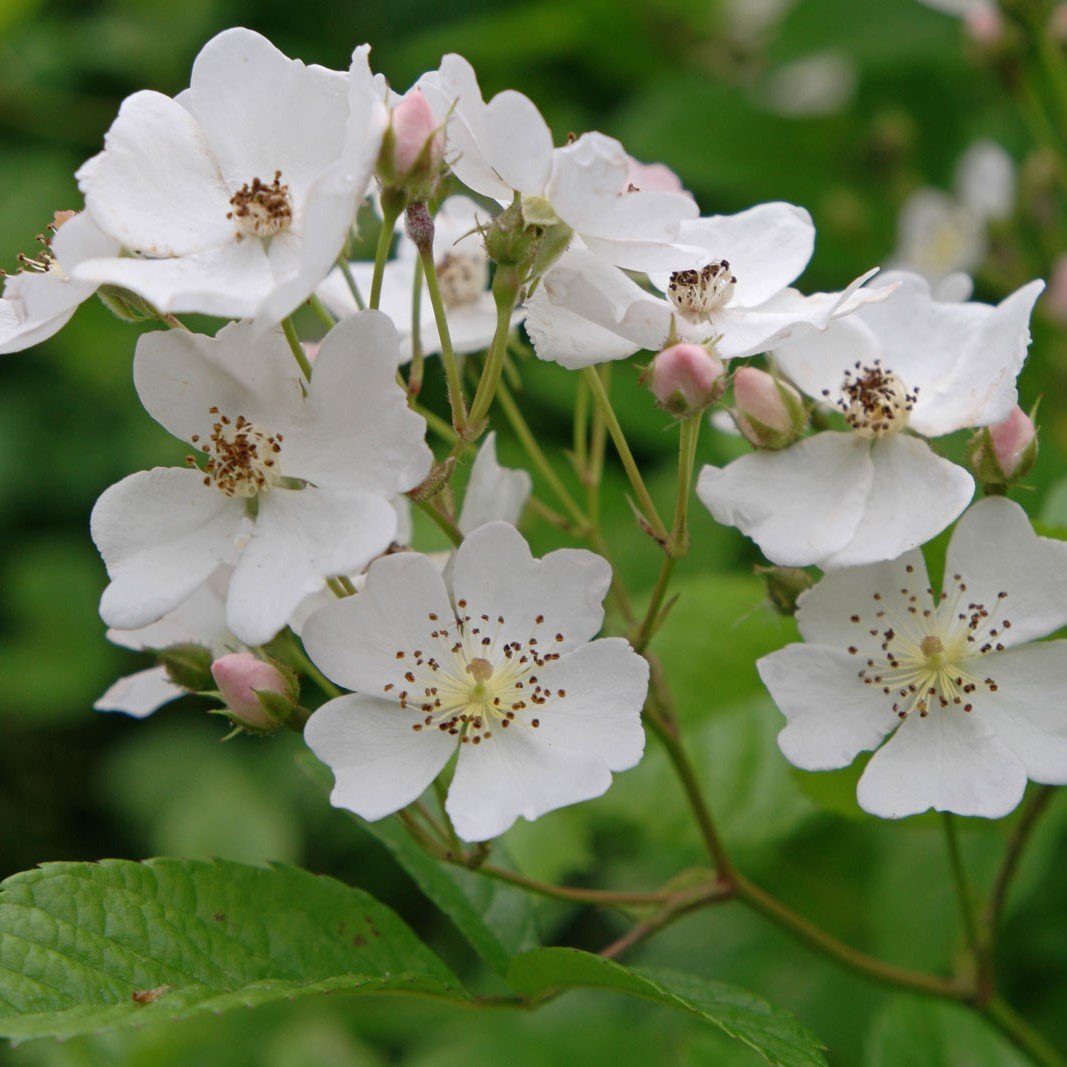 Frozen Seed Capsules - Baby Rose Hip (Rosa multiflora) - Grow Now or Store for Future Planting - Capsule of 20 Seeds