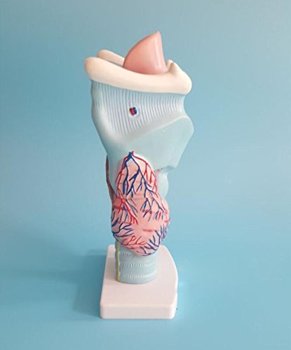 Airgoesin Magnified Human Larynx Anatomical Showing Model - Medical Anatomy Skeleton Throat Study DisplayModel