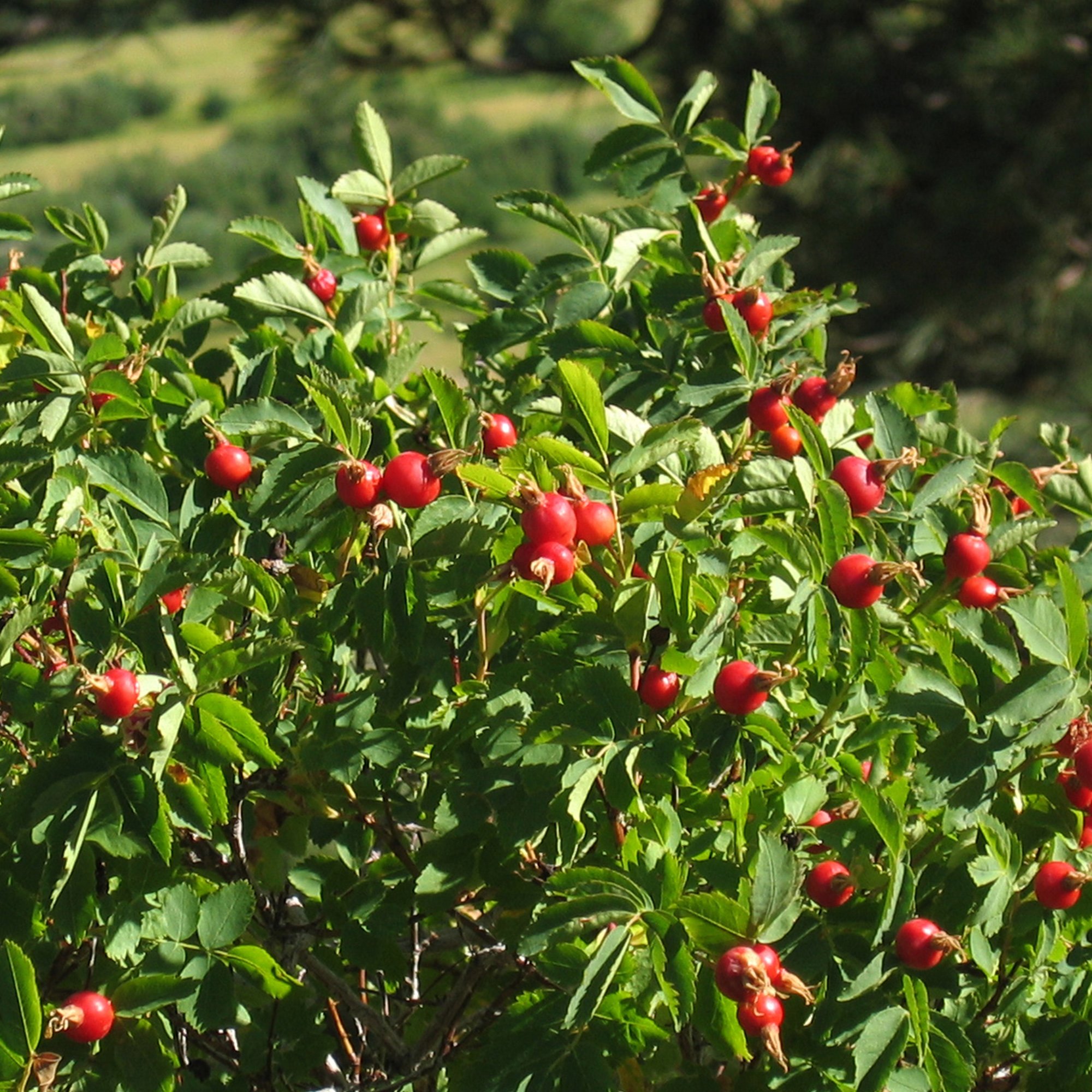 Frozen Seed Capsules - Rose Hip (Rosa canina) - Grow Now or Store for Future Planting - Capsule of 10 Seeds
