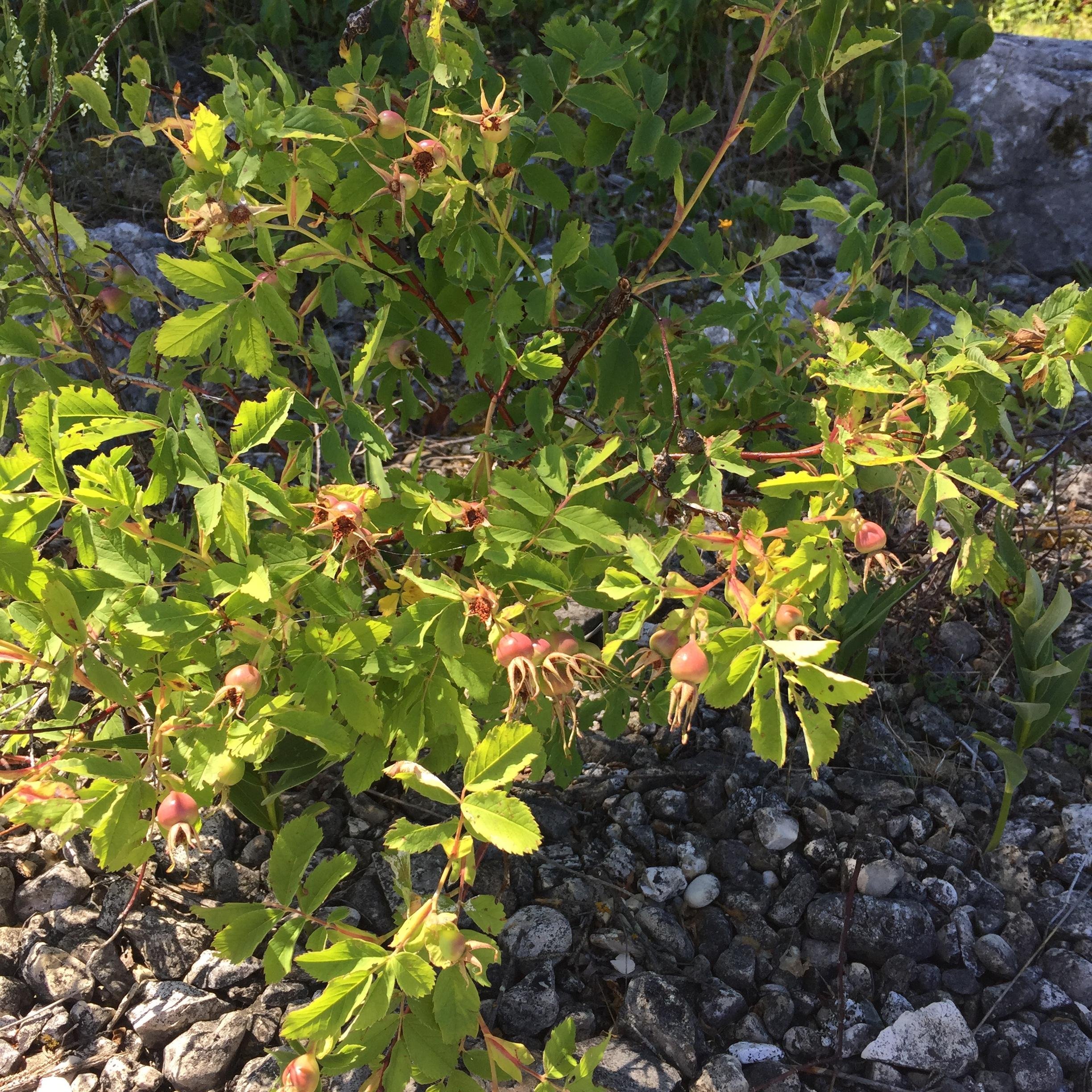 Frozen Seed Capsules - Rose Hip (Rosa canina) - Grow Now or Store for Future Planting - Capsule of 10 Seeds