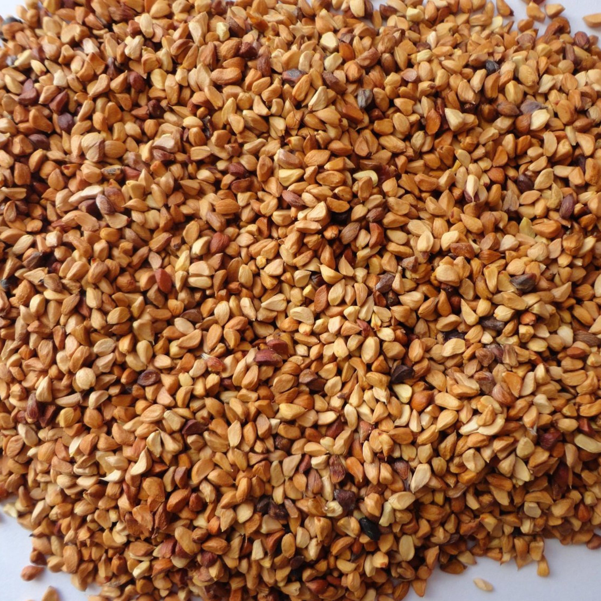 Frozen Seed Capsules - Rose Hip (Rosa canina) - Grow Now or Store for Future Planting - Capsule of 10 Seeds
