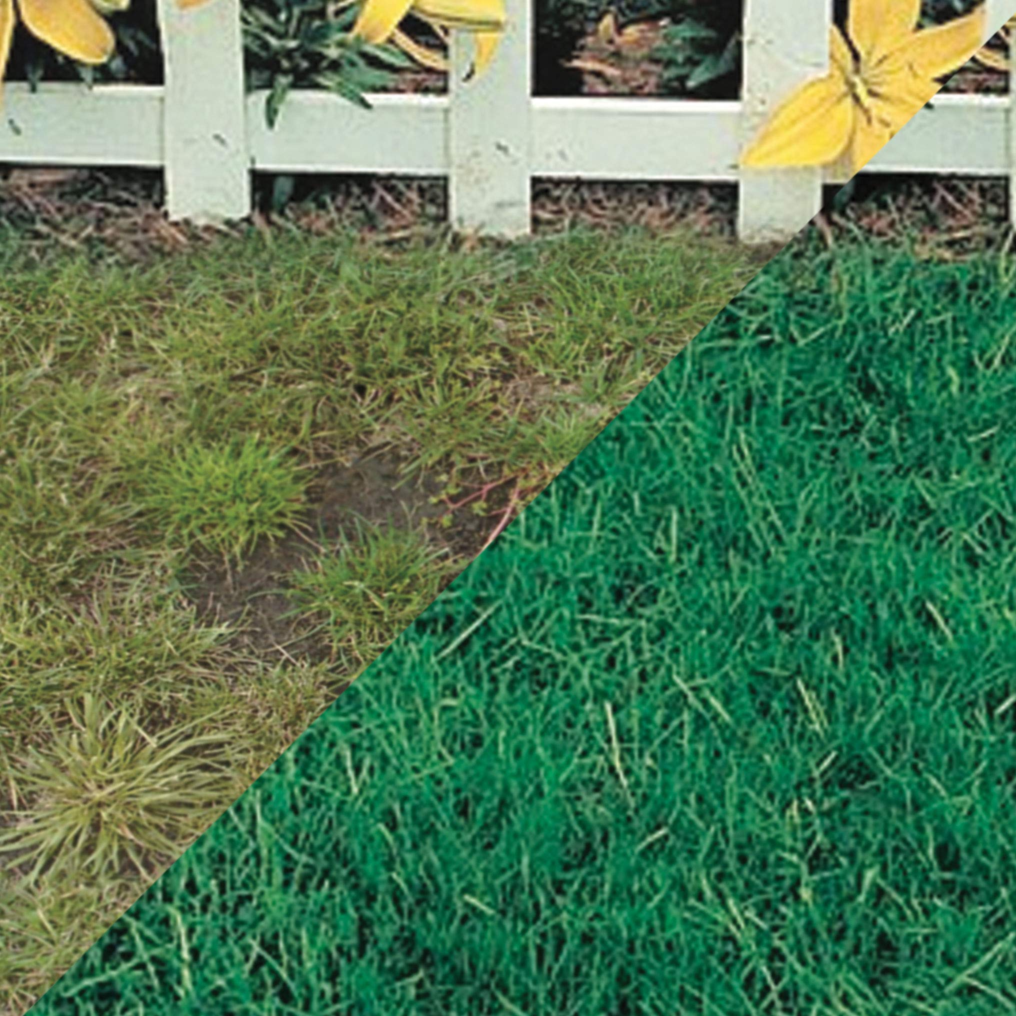 Canada Green Grass Lawn Seed - 4 Pound Bag Grows Healthy Rich Green Fast Growing Grass Lawn Seed Plants Yard Garden