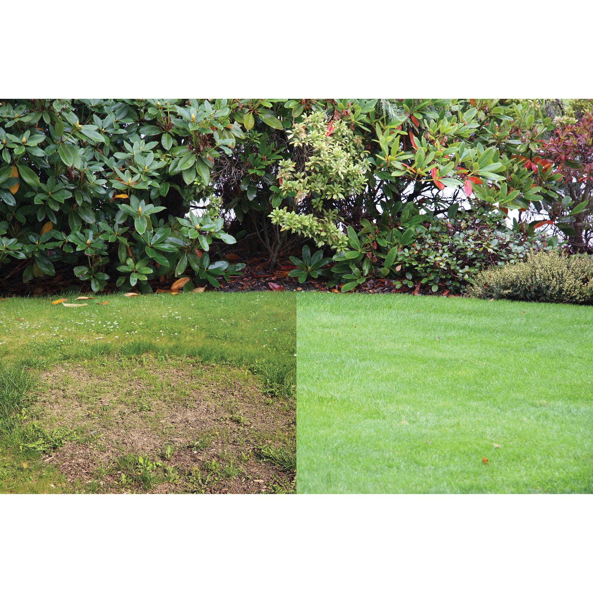Canada Green Grass Lawn Seed - 4 Pound Bag Grows Healthy Rich Green Fast Growing Grass Lawn Seed Plants Yard Garden