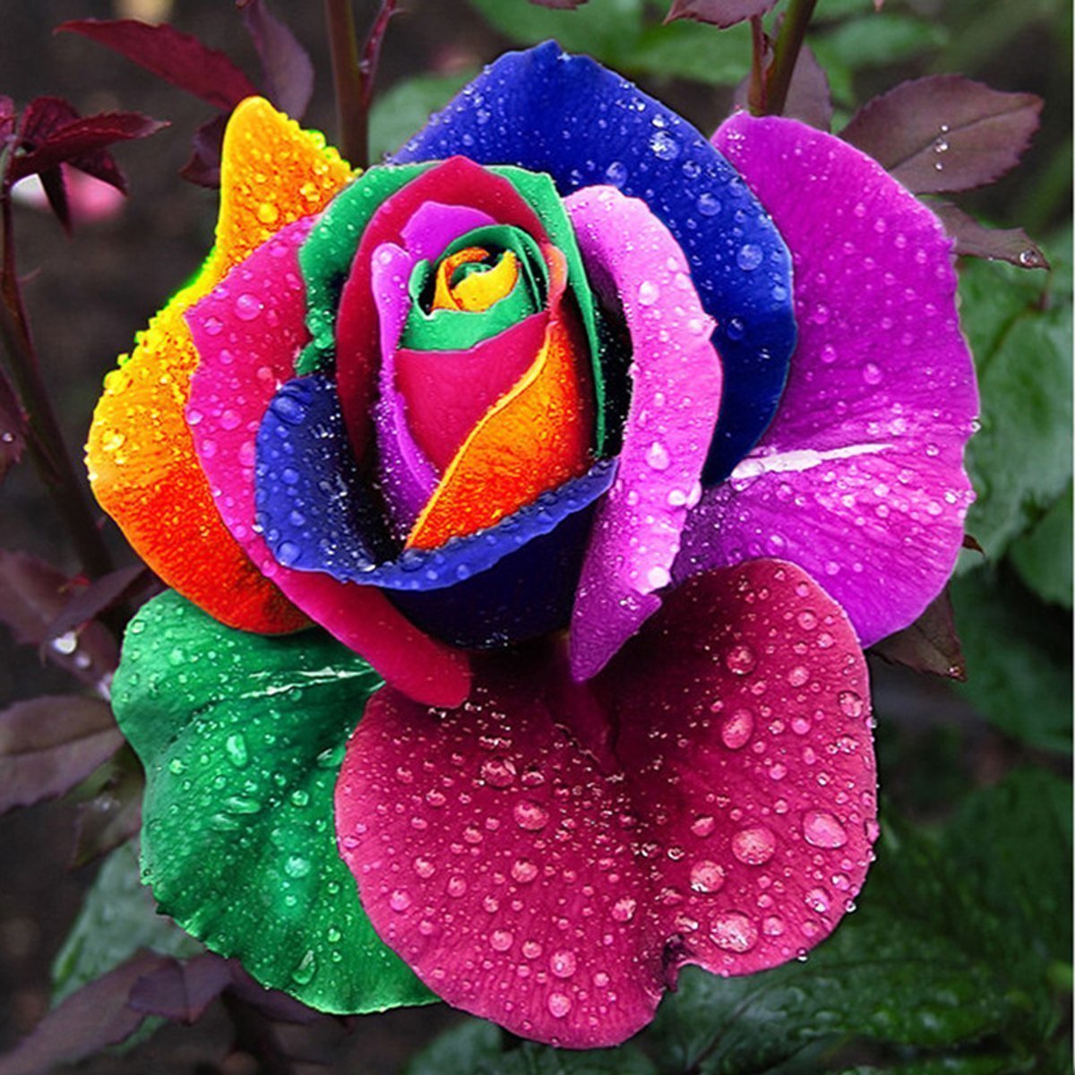 1000Pcs Beautiful Rainbow Rose Seeds Multi-colored Rose Seeds Rose Flower Seeds