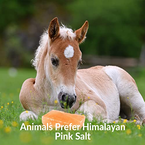 Himalayan Nature Horse Licking Salt, Animal Licking Mineral Salt Brick - 5 Lbs