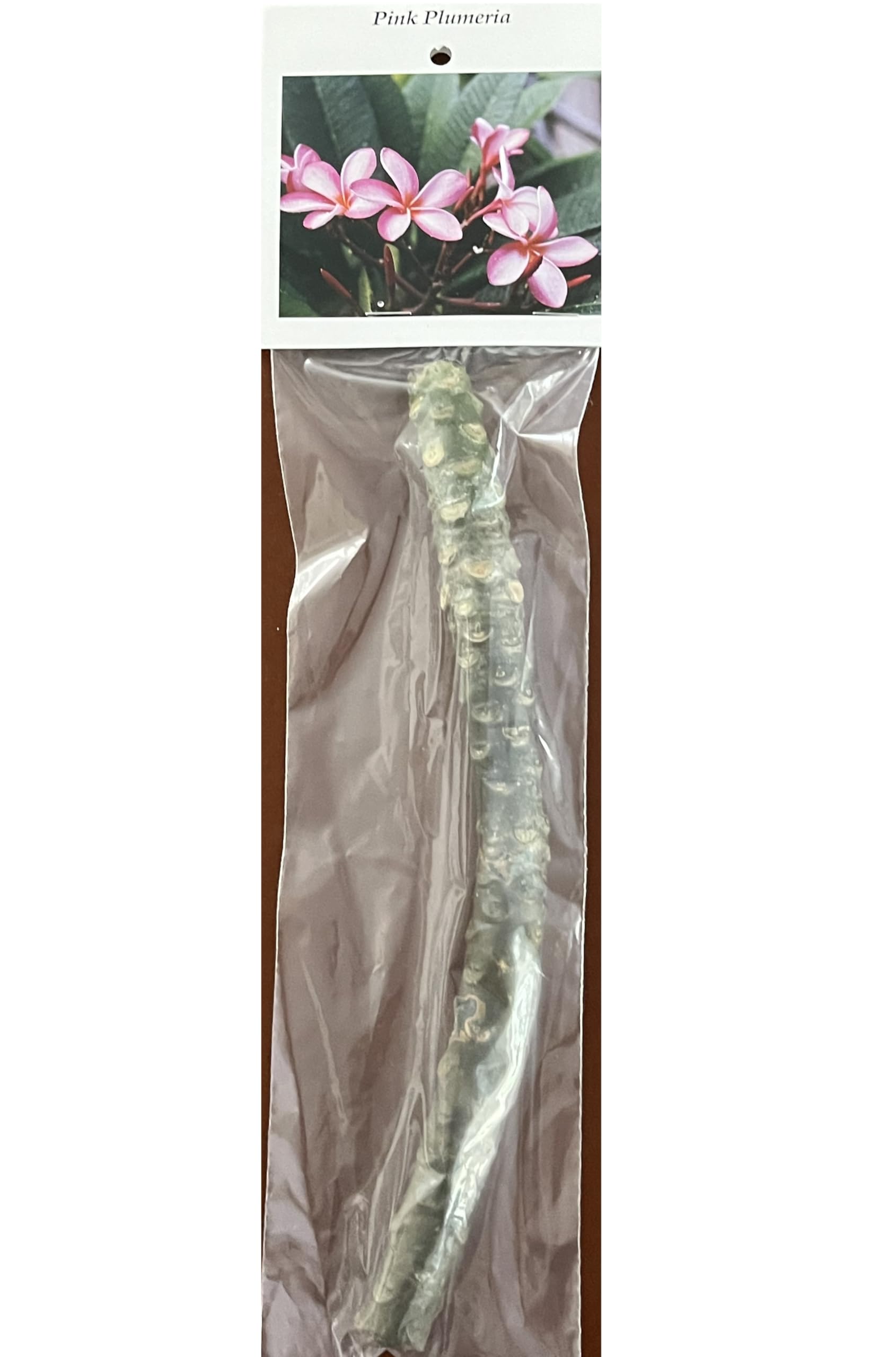 Hawaiian Pink Plumeria Frangipani 1 Cutting DL9