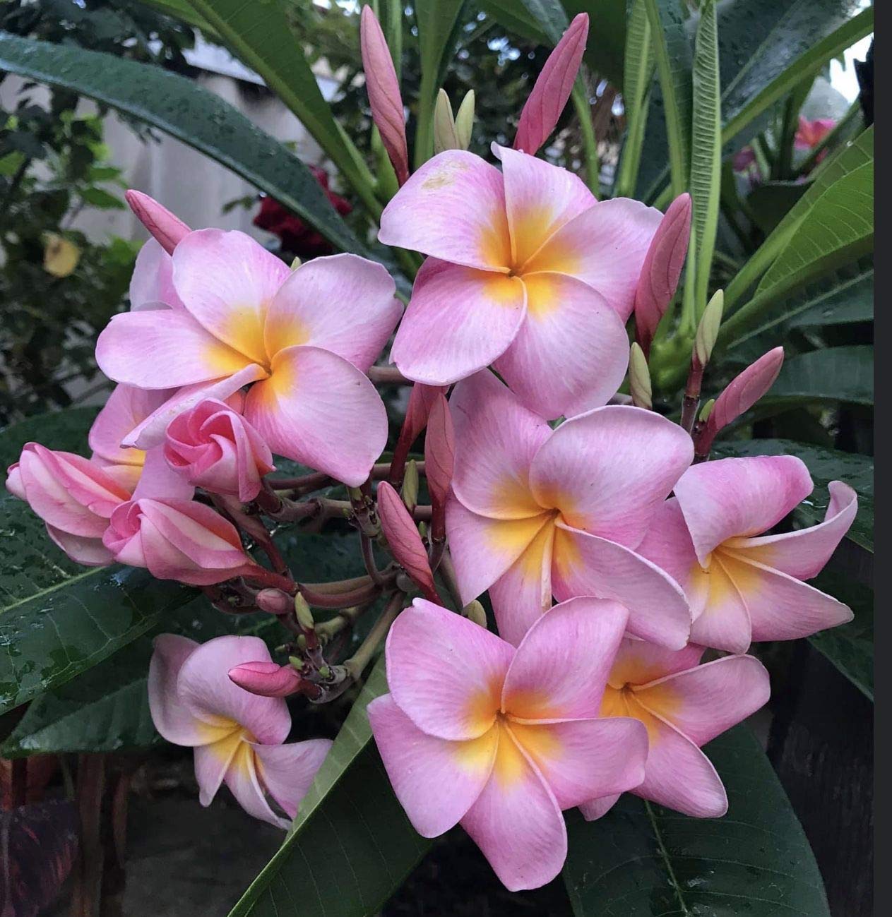 Hawaiian Pink Plumeria Frangipani 1 Cutting DL9