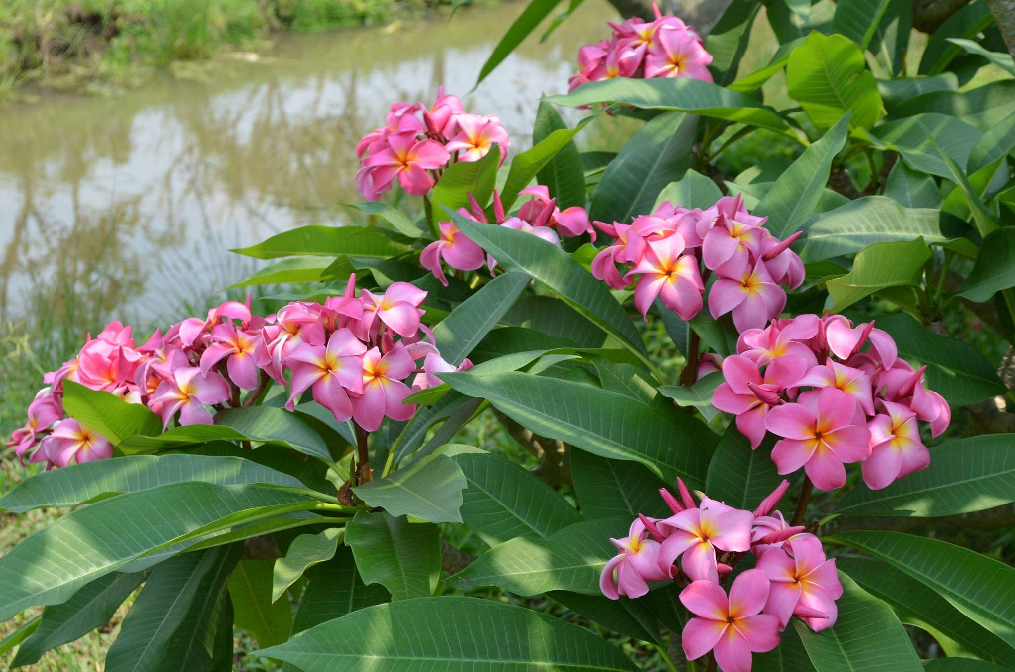 Hawaiian Pink Plumeria Frangipani 1 Cutting DL9