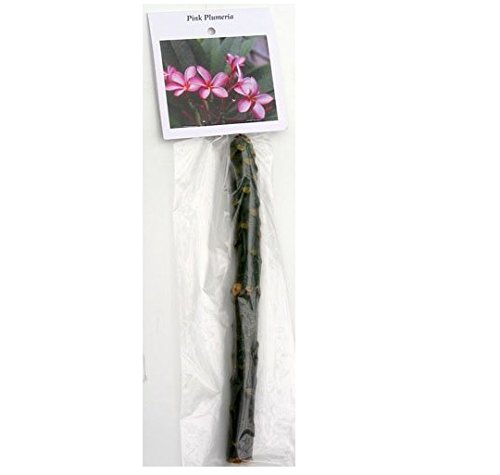 Hawaiian Pink Plumeria Frangipani 1 Cutting DL9