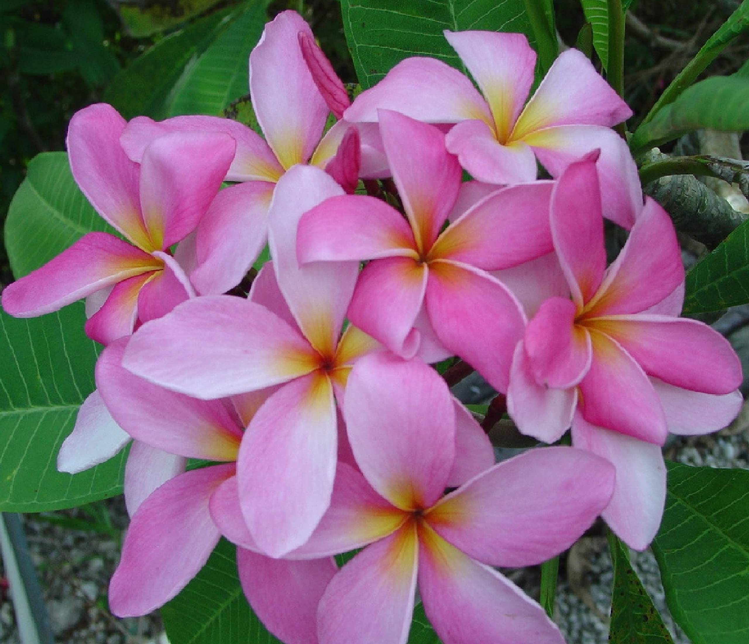 Hawaiian Pink Plumeria Frangipani 1 Cutting DL9