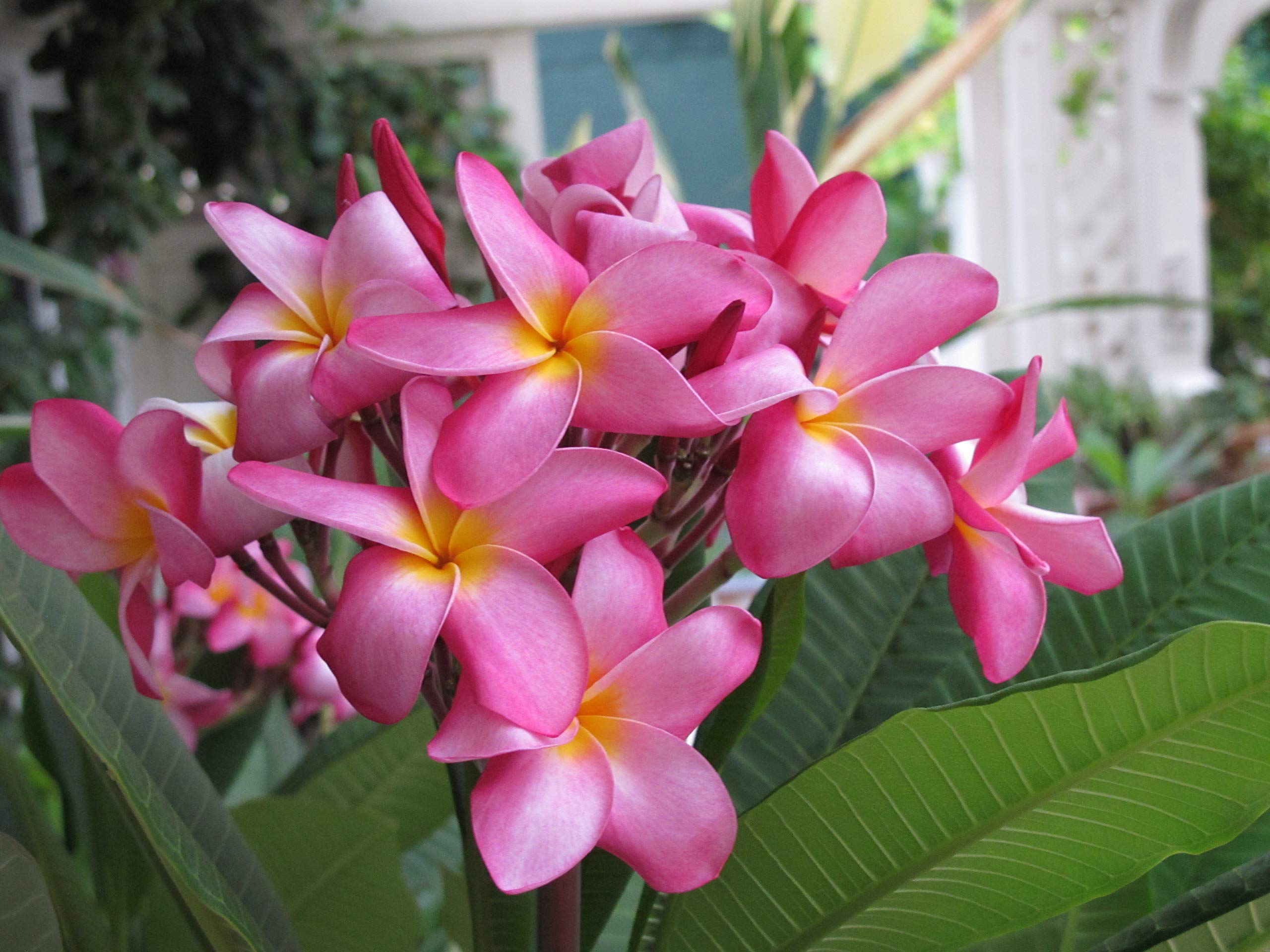 Hawaiian Pink Plumeria Frangipani 1 Cutting DL9