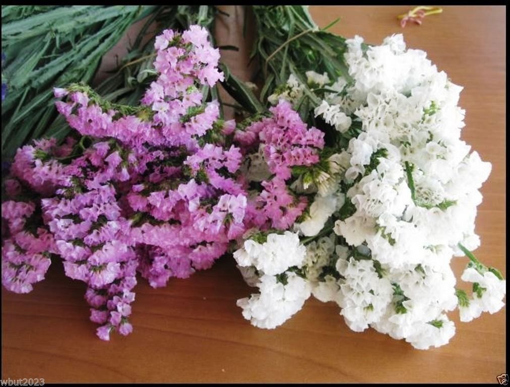 500 Seeds - Statice Seeds-Mix, Lavender, Blue, Rose, Sky Blue, Apricot,&Yellow