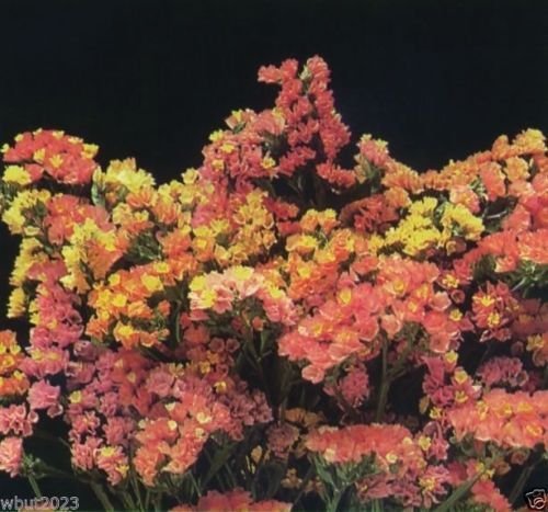 500 Seeds - Statice Seeds-Mix, Lavender, Blue, Rose, Sky Blue, Apricot,&Yellow