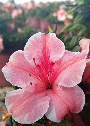 Encore Azalea Autumn Sunburst (3 Gallon) Coral Pink and White Flowering Plants - Full Sun Live Outdoor Plant Evergreen Rhododendron