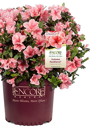 Encore Azalea Autumn Sunburst (3 Gallon) Coral Pink and White Flowering Plants - Full Sun Live Outdoor Plant Evergreen Rhododendron