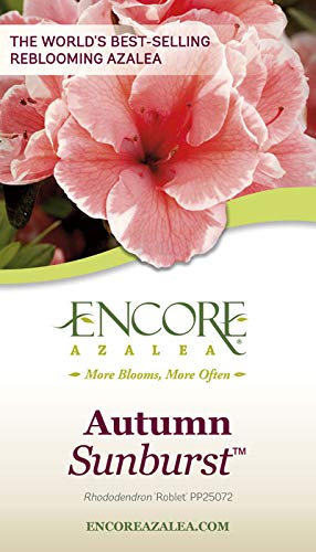 Encore Azalea Autumn Sunburst (3 Gallon) Coral Pink and White Flowering Plants - Full Sun Live Outdoor Plant Evergreen Rhododendron