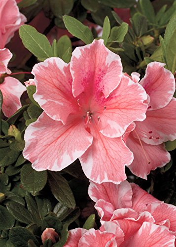 Encore Azalea Autumn Sunburst (3 Gallon) Coral Pink and White Flowering Plants - Full Sun Live Outdoor Plant Evergreen Rhododendron