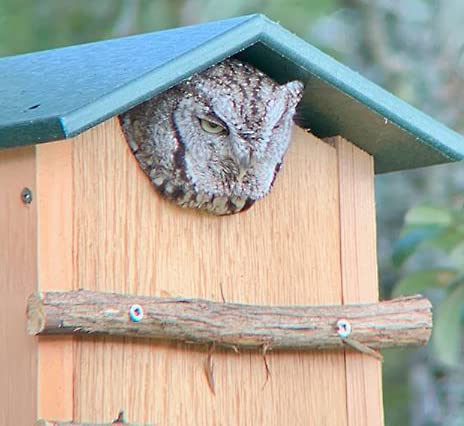 JCs Wildlife Screech or Saw-Whet Owl House - Cedar Nesting Box With Poly Lumber Roof - Made in the USA