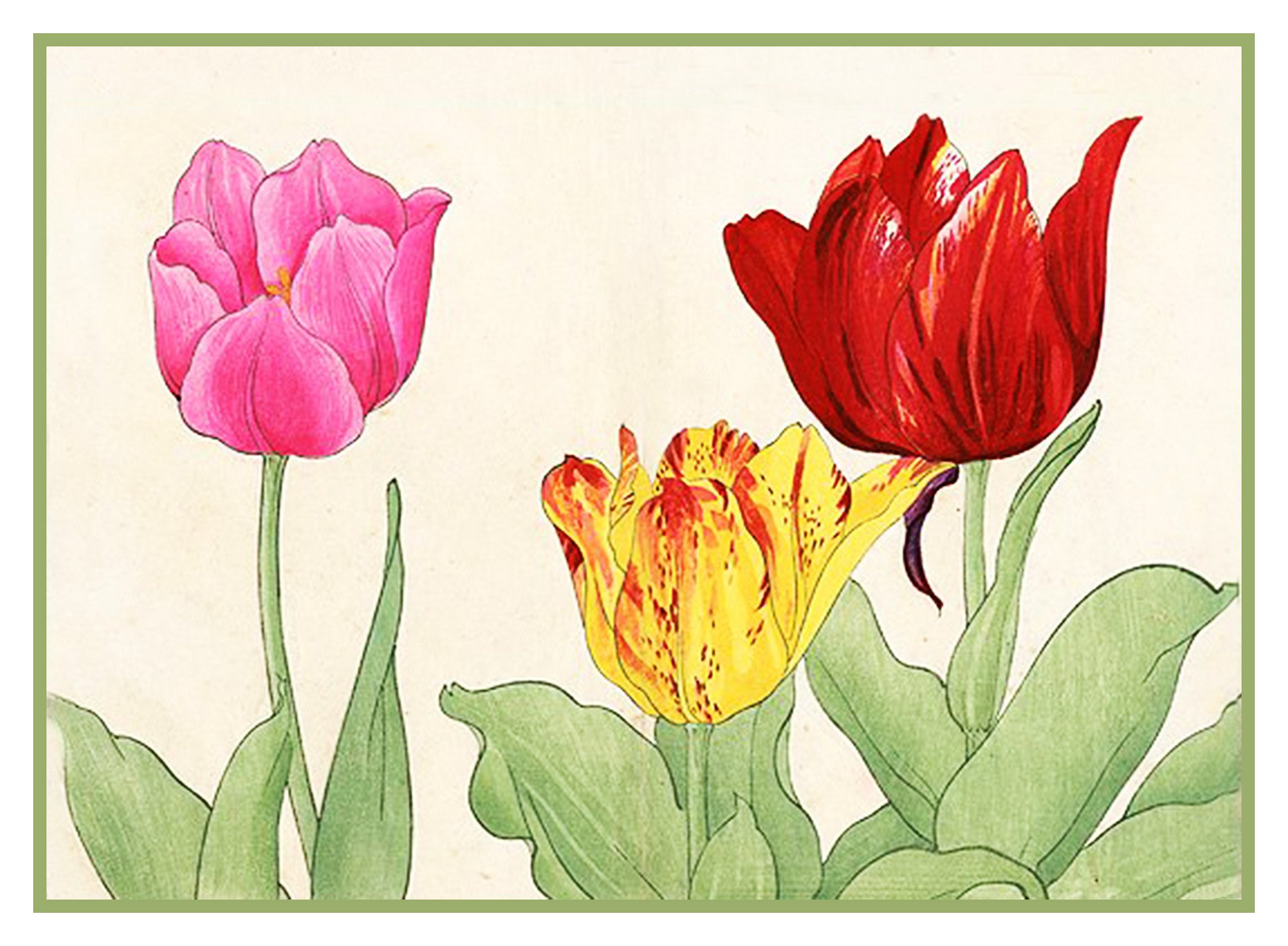 Orenco Originals Tanigami Konan Asian Tulip Flowers Counted Cross Stitch Pattern