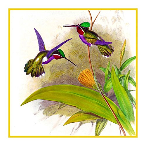 Orenco Originals Long Billed Hummingbird Detail 2 Gould Bird Counted Cross Stitch Pattern