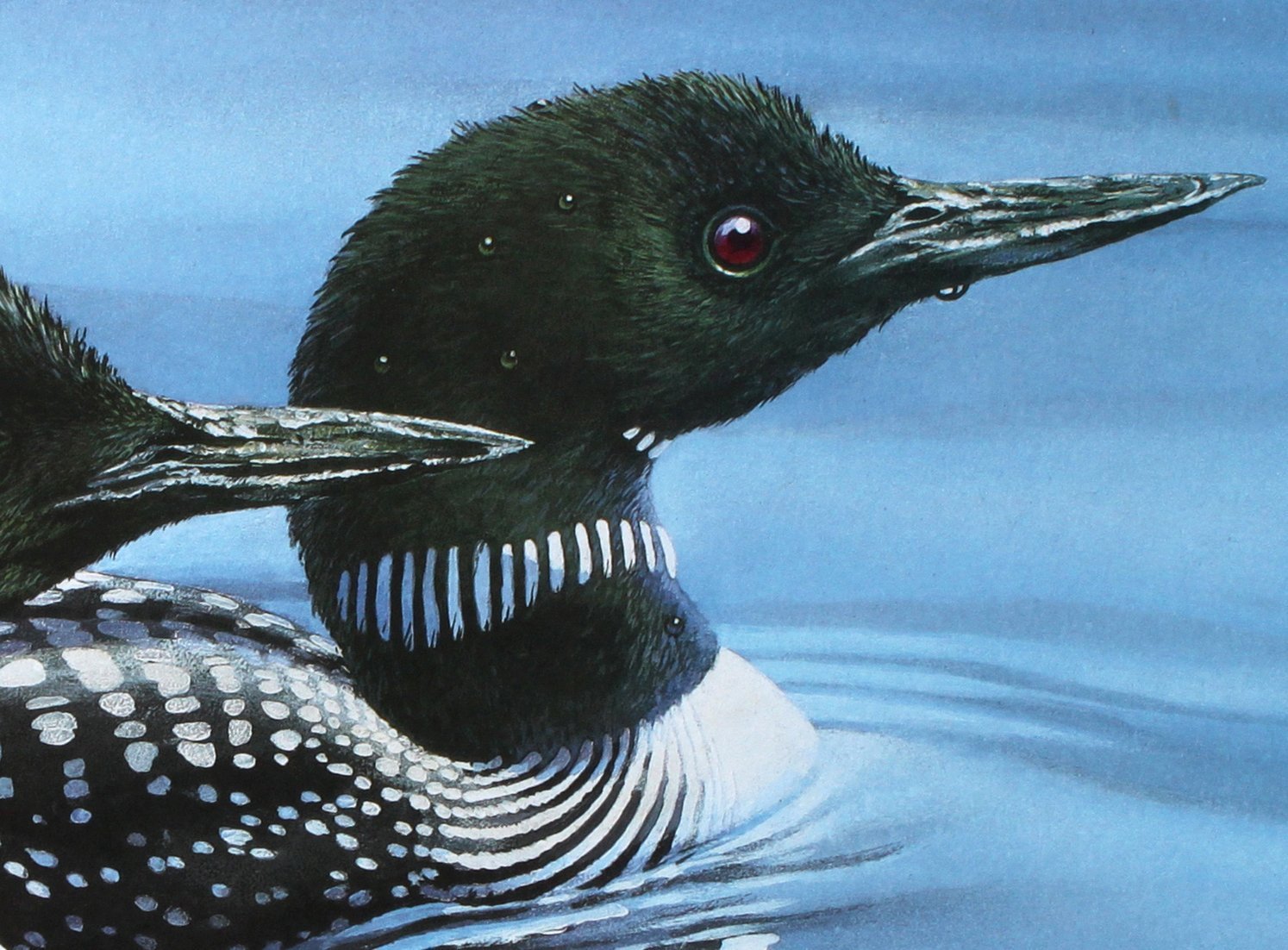 Loons Loon pair Artist Proof Signed Limited Edition Print from an original painting by Lawrence Dyer Signed Wildlife Bird Art Gift 19" x 13"