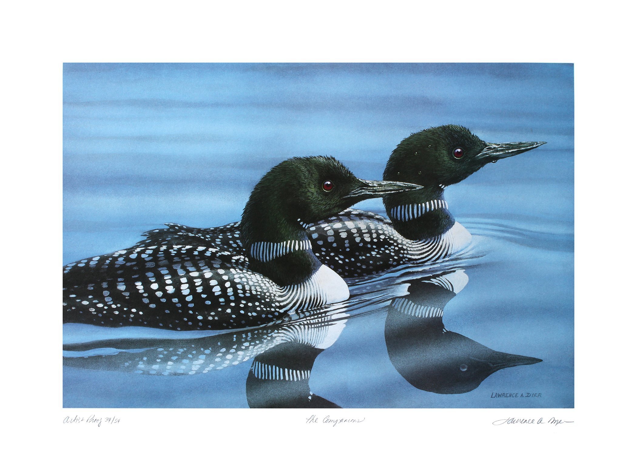 Loons Loon pair Artist Proof Signed Limited Edition Print from an original painting by Lawrence Dyer Signed Wildlife Bird Art Gift 19" x 13"