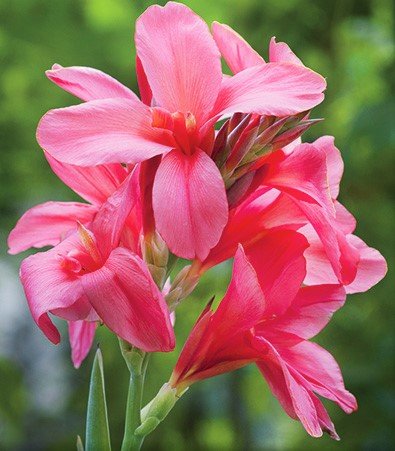 2 Semi Dwarf Canna Lily - Pink President - Bulbs/Roots/Rhizomes/Tubers/Plants