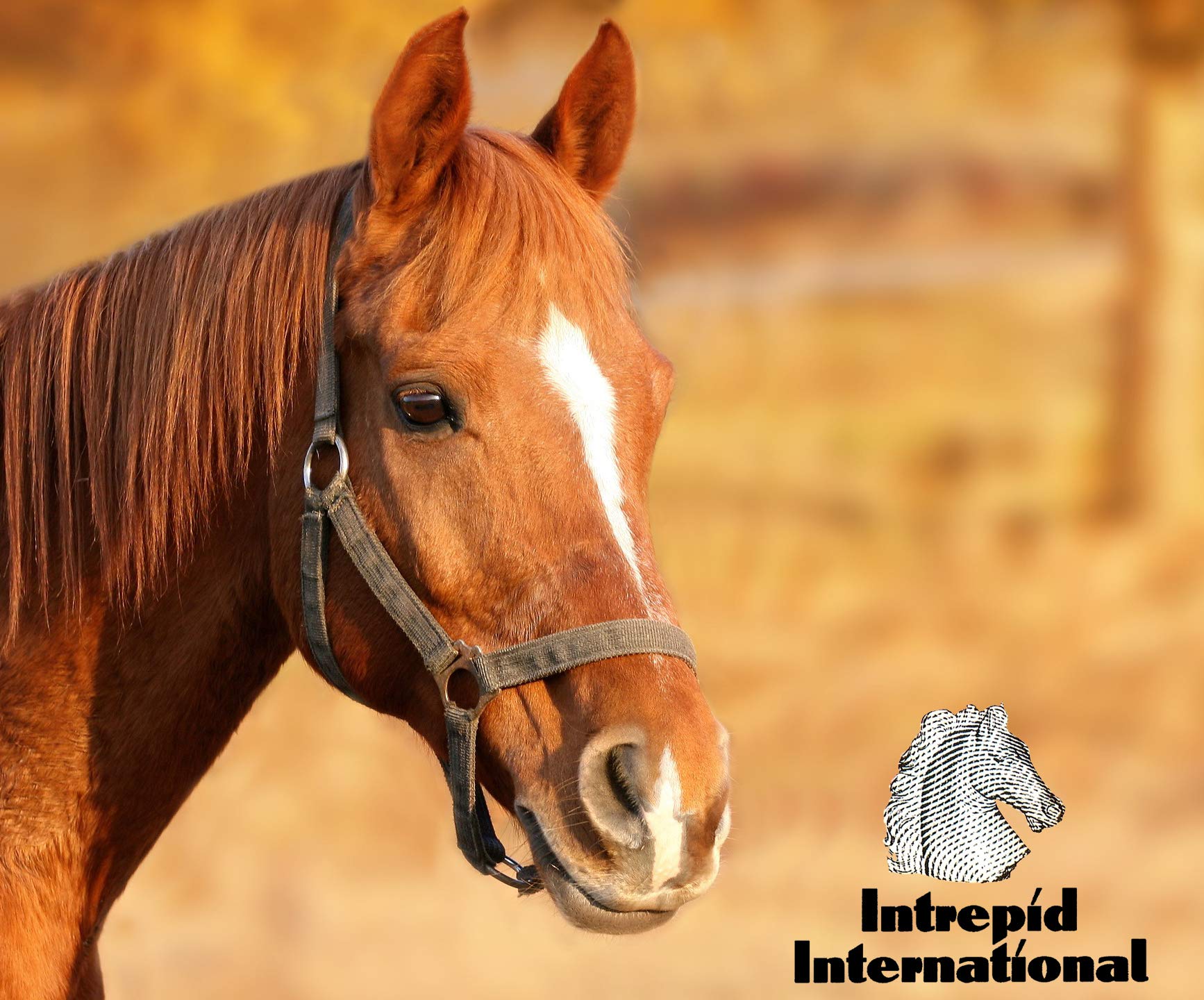 Intrepid International Vinyl Coated Salt Block Holder - Durable Metal Construction for Secure Mineral Licks, Ideal for Horses, Cows, and Large Animals