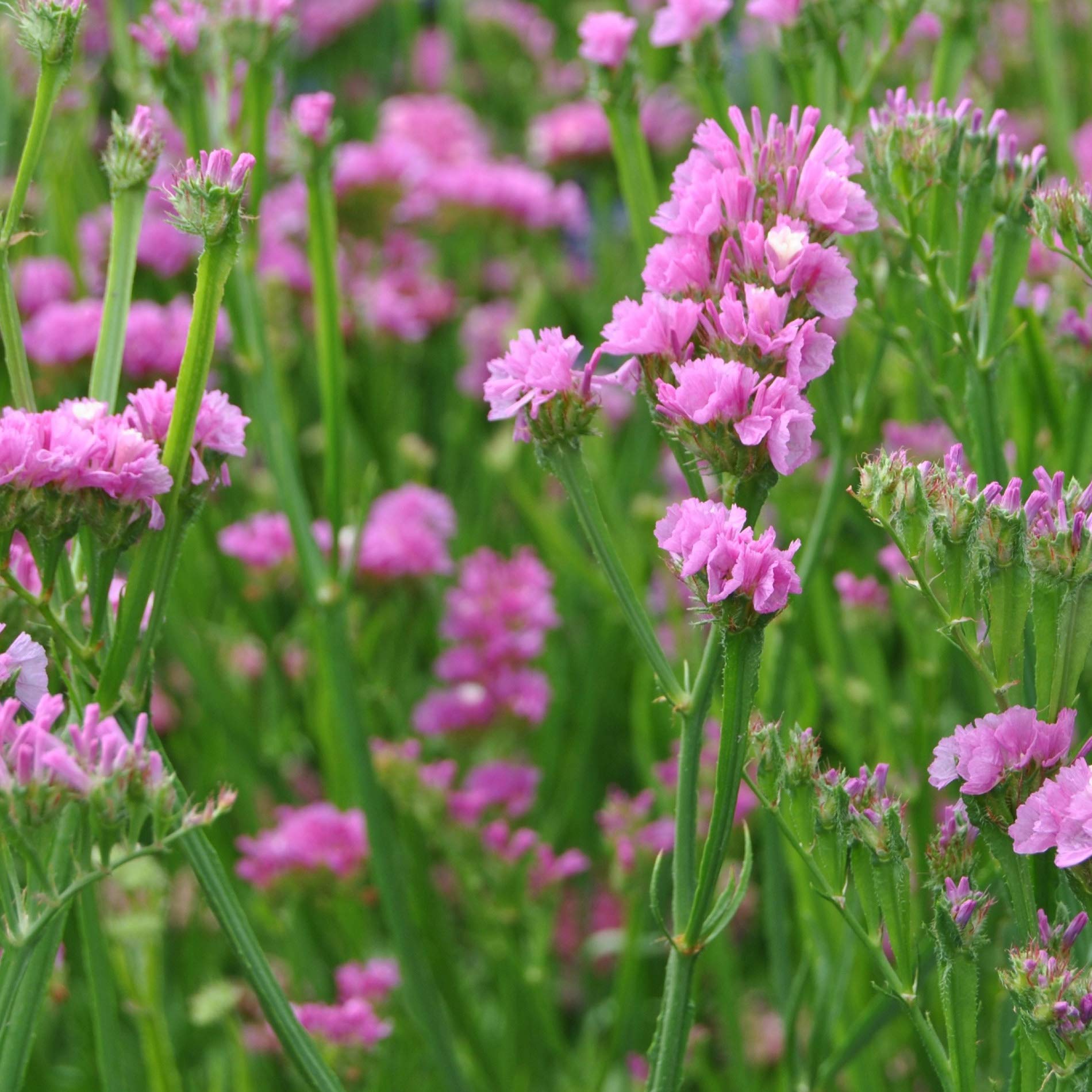 Outsidepride 1000 Seeds Annual Limonium Rose Statice Flower Seeds for Planting
