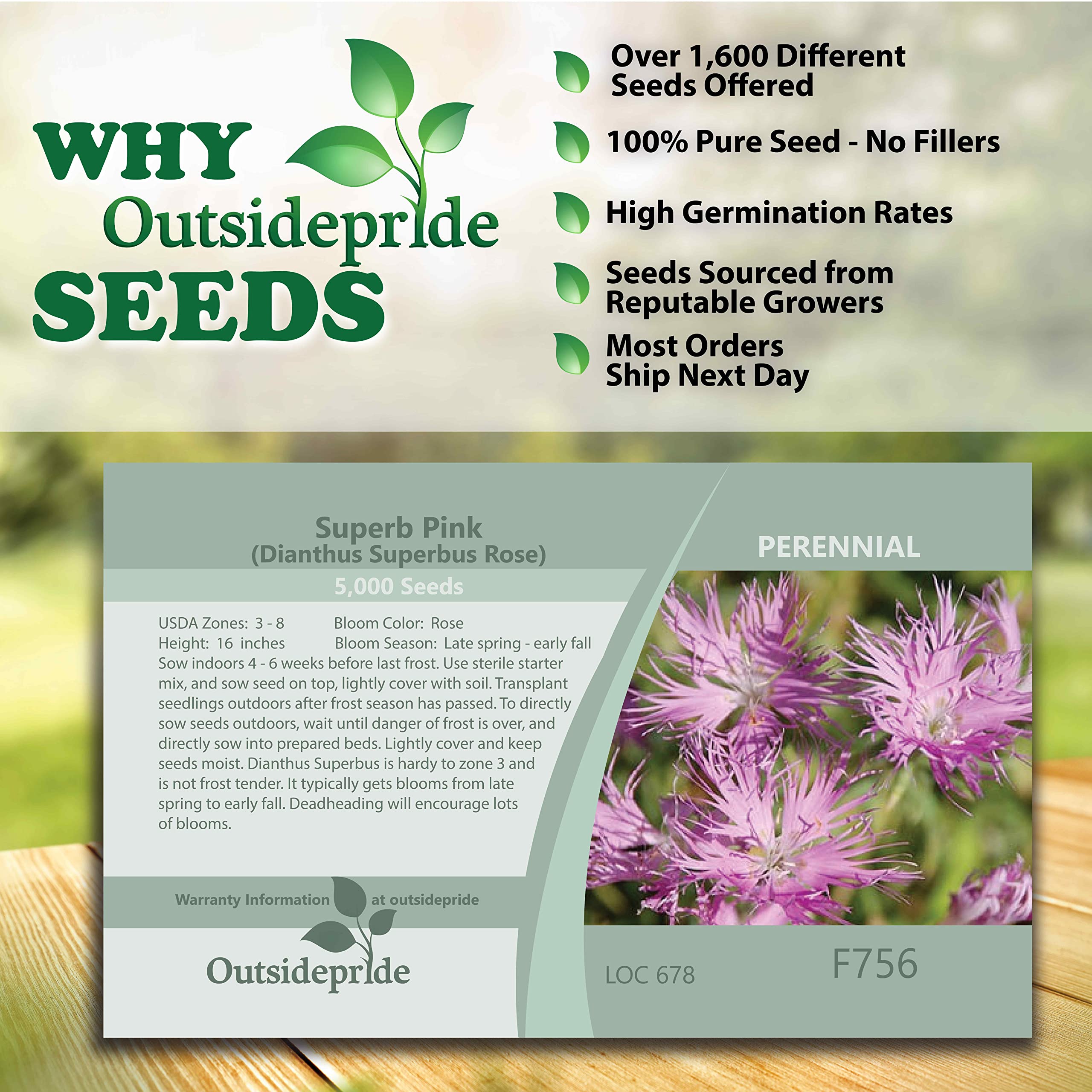 Outsidepride 5000 Seeds Perennial Dianthus Superbus Rose Superb Pink Flower Seeds for Planting