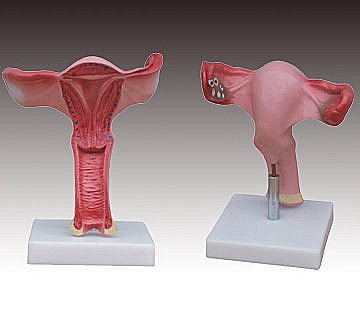Model Anatomy Professional Medical Uterus Magnified New IT-086 ANGELUS