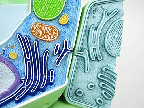 3B Scientific R05 Plant Cell Model, Magnified 500000 - 1000,000 Times, 7.9" x 4.5" x 13"