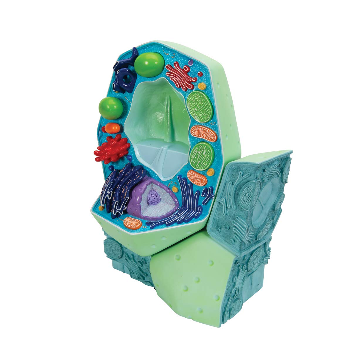 3B Scientific R05 Plant Cell Model, Magnified 500000 - 1000,000 Times, 7.9" x 4.5" x 13"