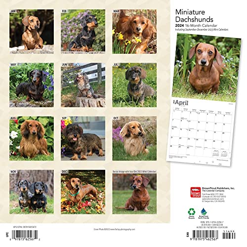 Miniature Dachshunds | 2024 12 x 24 Inch Monthly Square Wall Calendar | BrownTrout | Animals Small Dog Breeds
