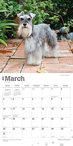 Miniature Schnauzers | 2024 12 x 24 Inch Monthly Square Wall Calendar | BrownTrout | Animals Small Dog Breeds
