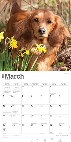 Miniature Dachshunds | 2024 12 x 24 Inch Monthly Square Wall Calendar | BrownTrout | Animals Small Dog Breeds