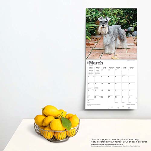 Miniature Schnauzers | 2024 12 x 24 Inch Monthly Square Wall Calendar | BrownTrout | Animals Small Dog Breeds
